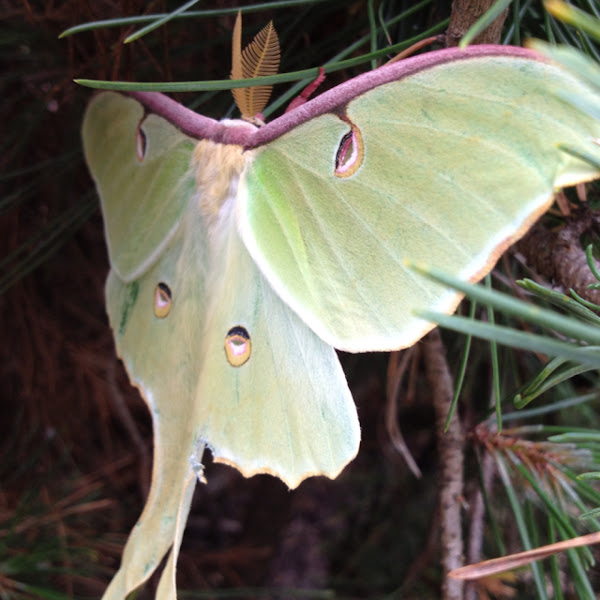 Luna moth | Project Noah
