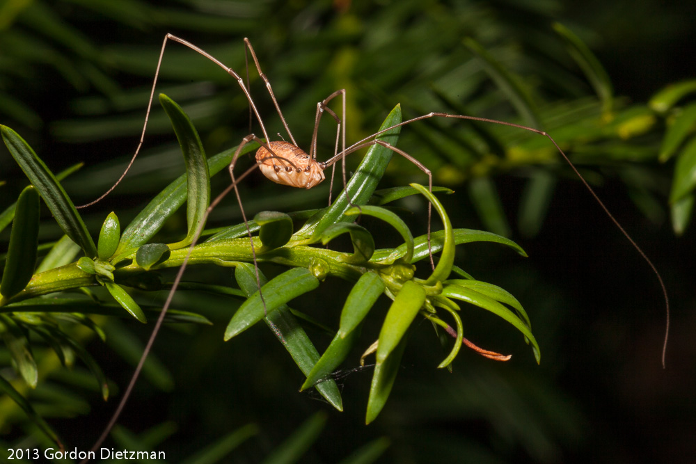 Harvestman | Project Noah