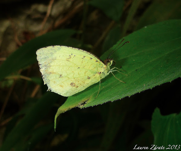 Pierid Butterfly | Project Noah