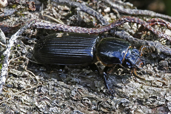 Passalid beetle | Project Noah