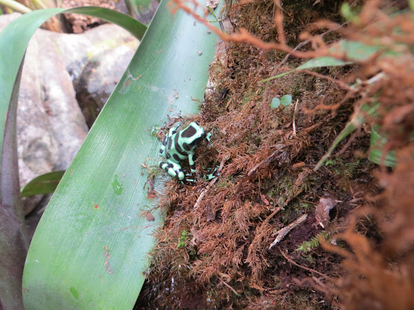 Black and Green Poison Dart Frog Or Mint Poison Frog | Project Noah