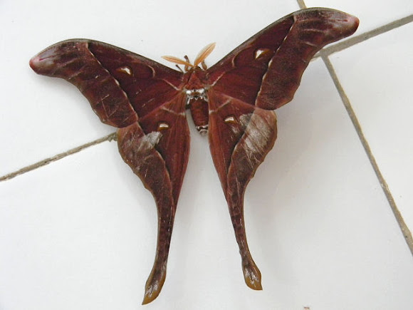 Hercules moth | Project Noah