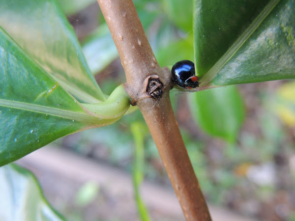 Metallic Blue Lady Beetle | Project Noah