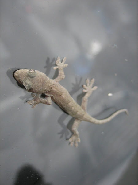 Japanese Gecko | Project Noah