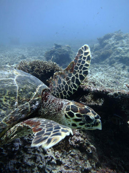 Hawksbill Turtle | Project Noah