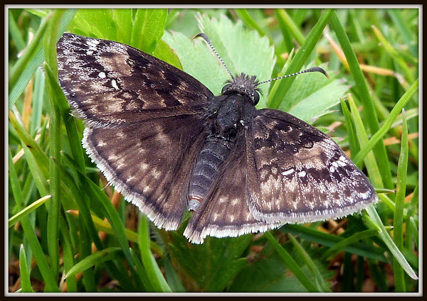Wild Indigo Duskywing Butterfly | Project Noah