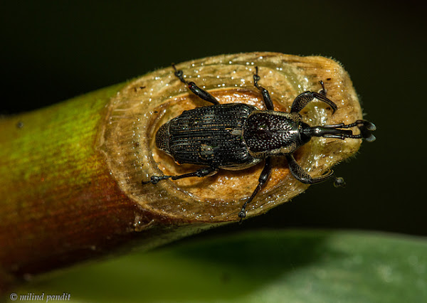 Weevil | Project Noah