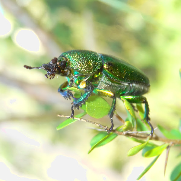 Golden Stag beetle (♀) | Project Noah