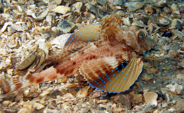 Bandtail Searobin | Project Noah