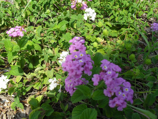 Trailing Lantana. | Project Noah