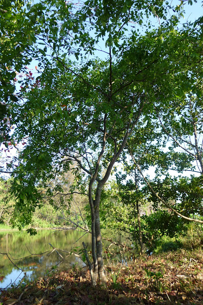 Pongam Oil Tree | Project Noah