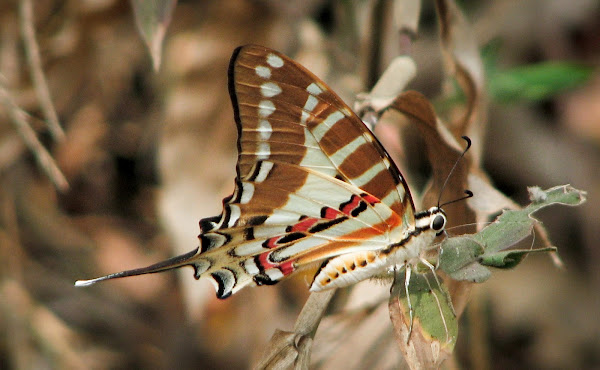 Spot Swordtail | Project Noah