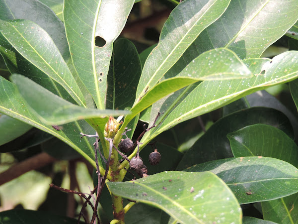 Little gooseberry tree / Otake udang | Project Noah