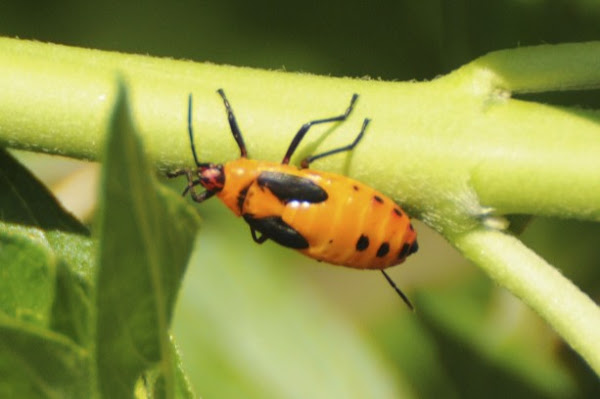 Milkweed Bug (instars) | Project Noah