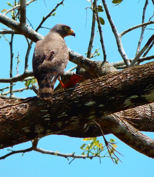 Roadside Hawk | Project Noah