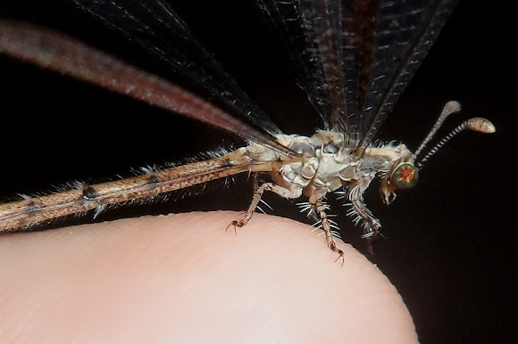 Ant-lion / Formiga-leão | Project Noah