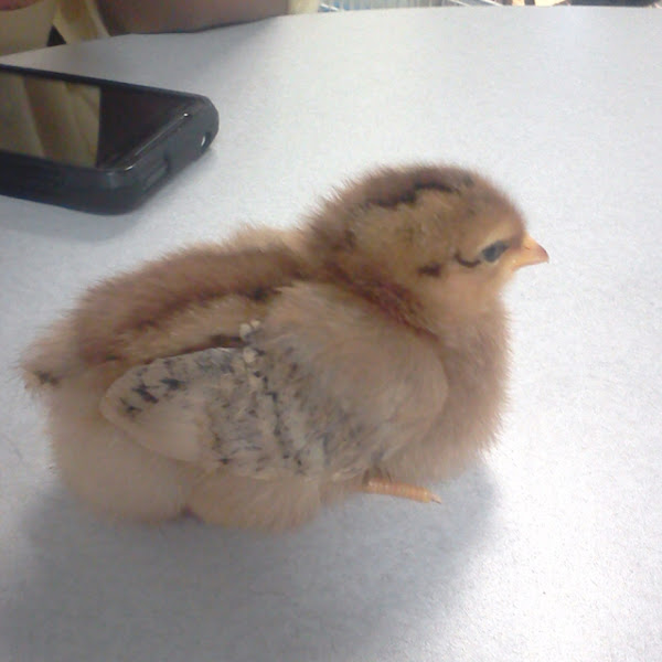 Chick | Project Noah