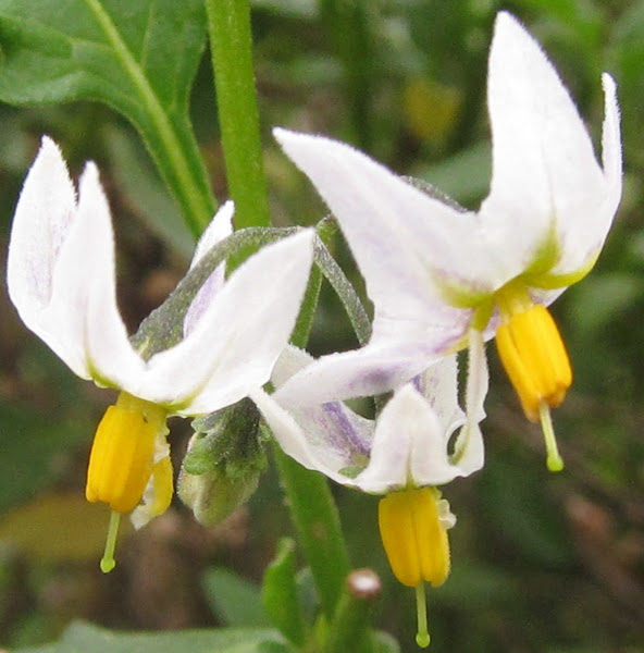 White Nightshade | Project Noah