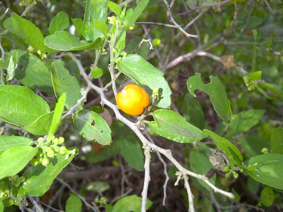 Spiny Hackberry | Project Noah