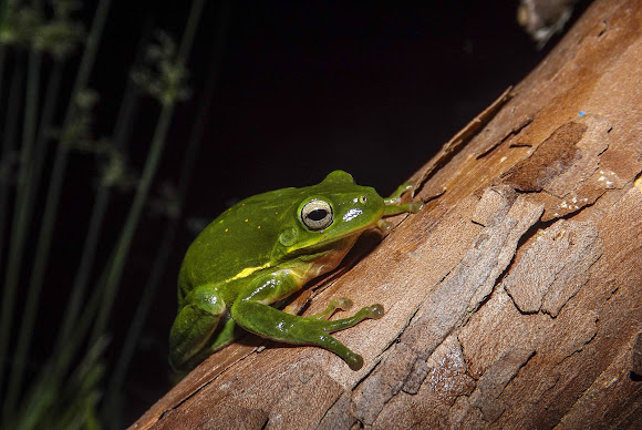 American Green Tree Frog | Project Noah
