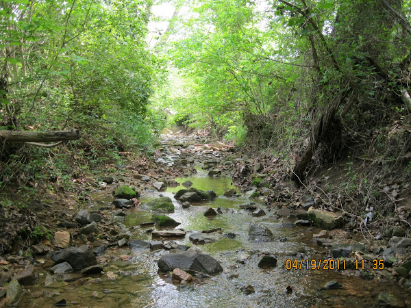 American Toad | Project Noah