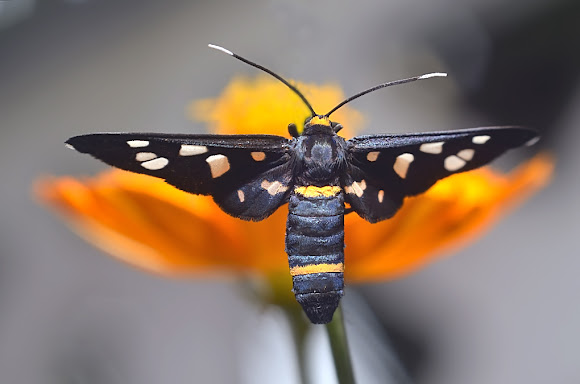 Handmaiden Moth | Project Noah