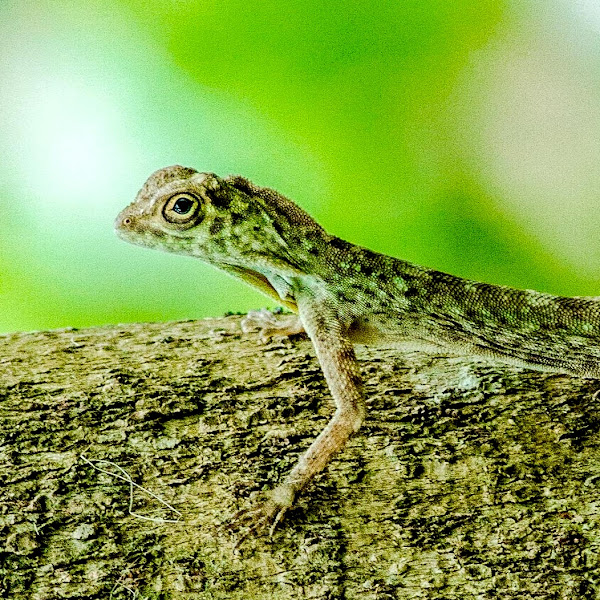 Common Flying Dragon | Project Noah