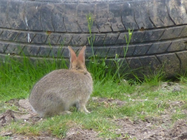 Brush Rabbit | Project Noah