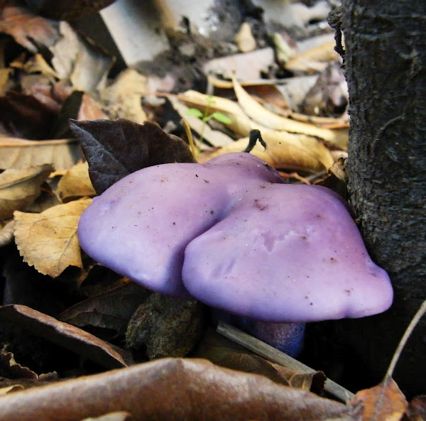 Hongo Azul | Project Noah