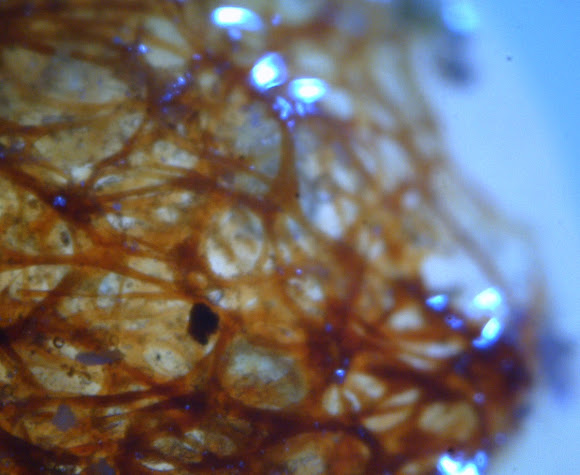 Slime mold magnified | Project Noah