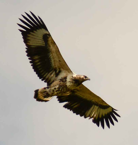 African fish eagle (juvenile) | Project Noah