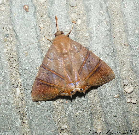 Erebid Moth | Project Noah