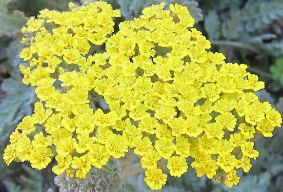 Yellow Yarrow | Project Noah