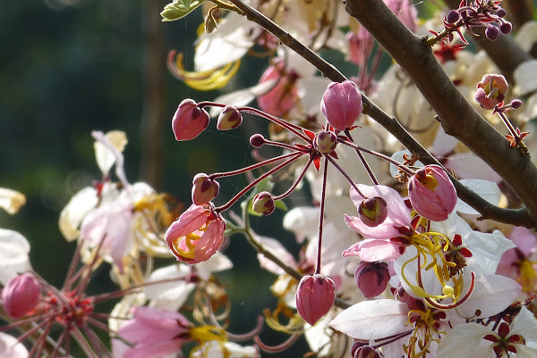 Pink Shower Tree | Project Noah