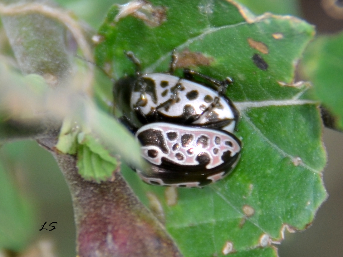 Calligraphy beetle | Project Noah