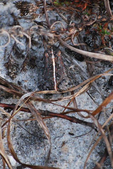 Oak Toad | Project Noah