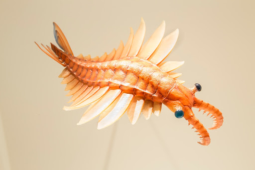 Anomalocaris — Google Arts & Culture