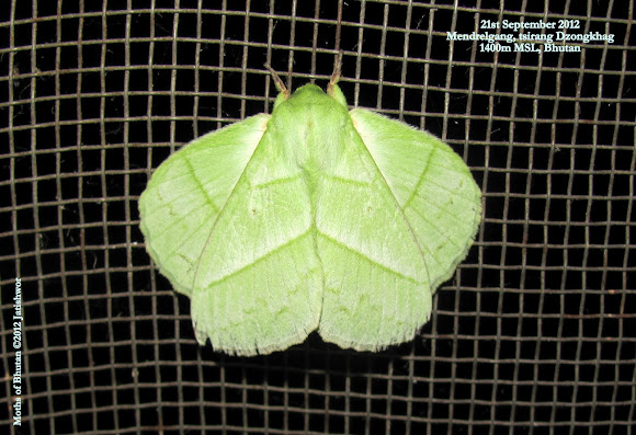 Lappet moth | Project Noah