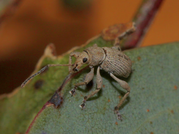 Bud weevil | Project Noah