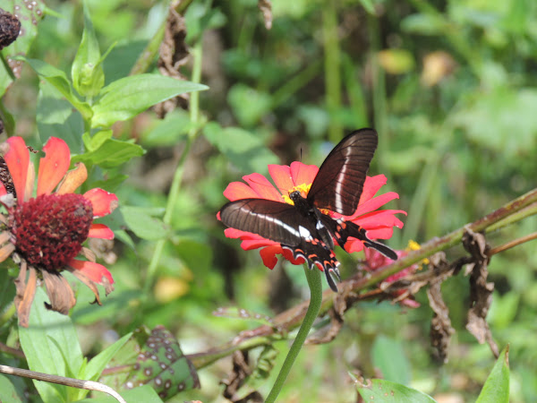 Butterfly | Project Noah