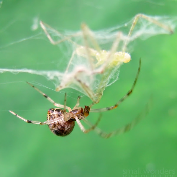 Common House Spider - male | Project Noah