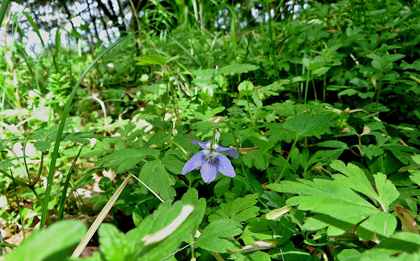 Wood violet/Dišeča vijolica | Project Noah
