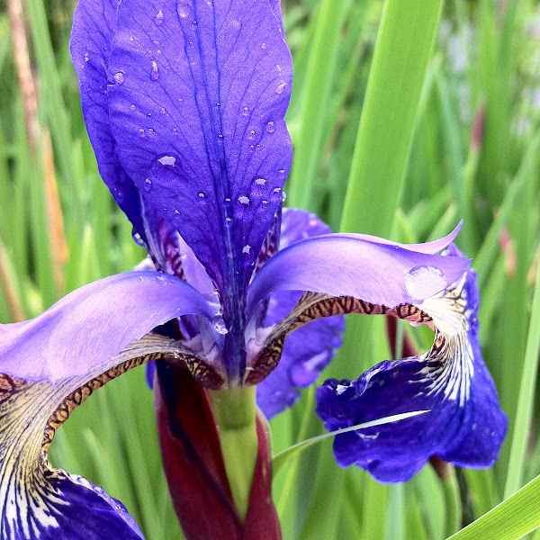 Rocky Mountain Iris | Project Noah