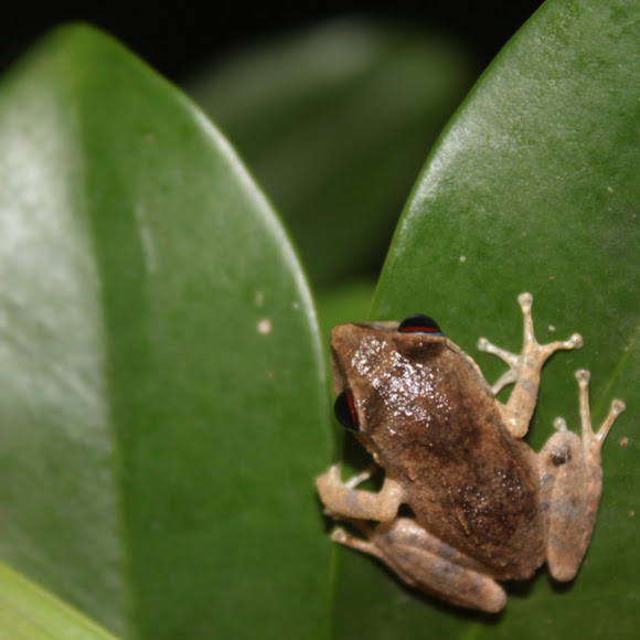 Coquí Común | Project Noah
