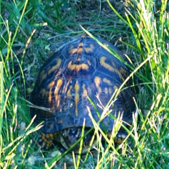Eastern Box Turtle | Project Noah