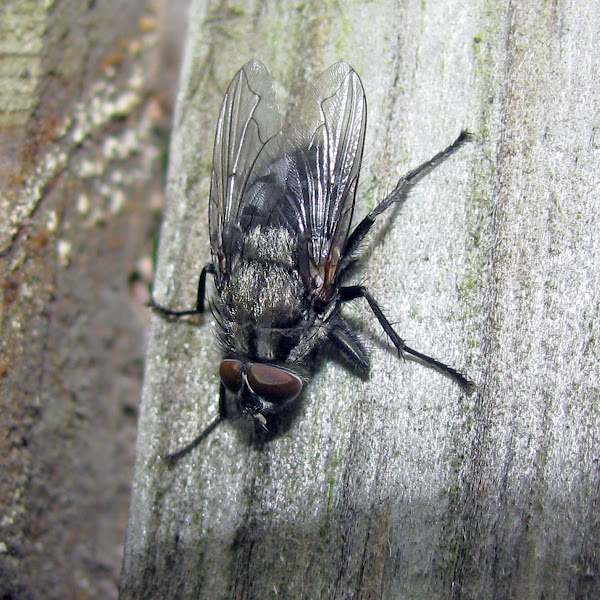 Cluster fly | Project Noah