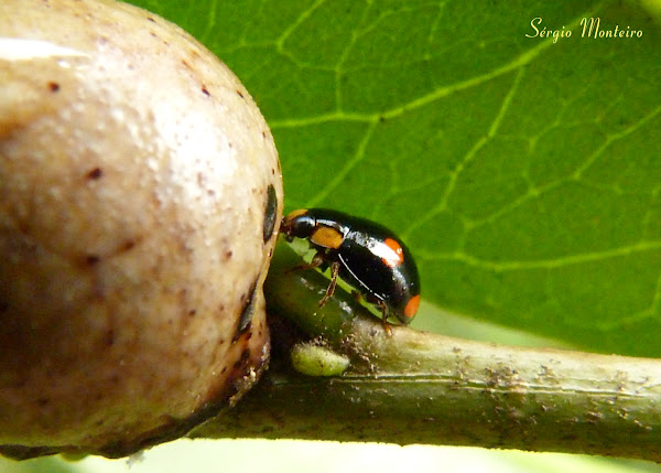 Ladybeetle and scale insect gall | Project Noah