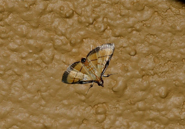 Rice Leaf Roller. | Project Noah