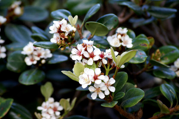 Snow White Indian Hawthorne | Project Noah
