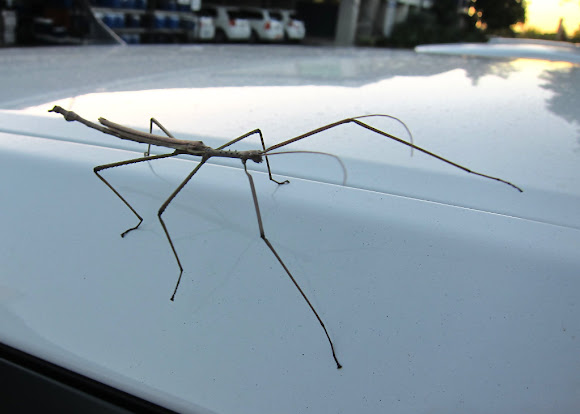 Tessellated Stick Insect (male) | Project Noah